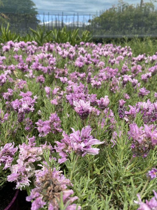 Lavender Lavish Musk