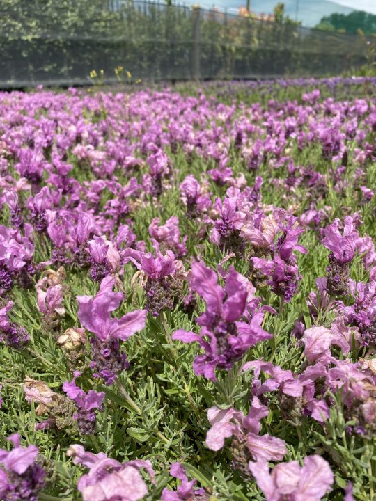 Lavender Lavish Rose