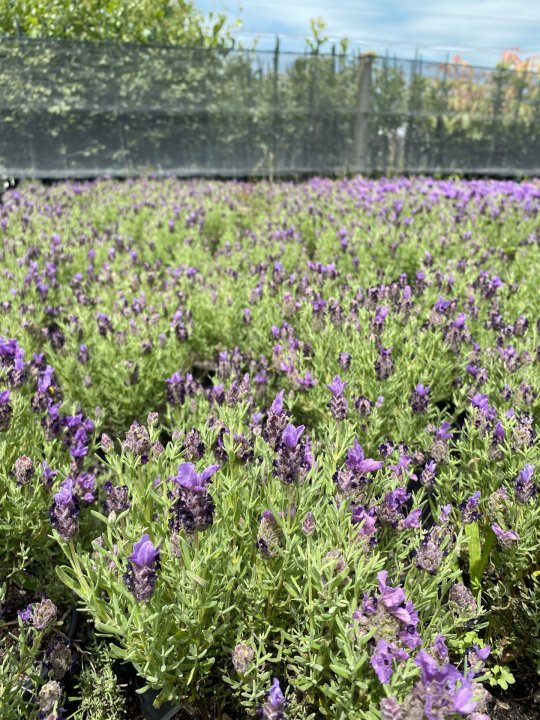 Lavender Lavish Purple