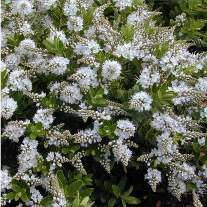 Hebe Wiri Mist - PB5