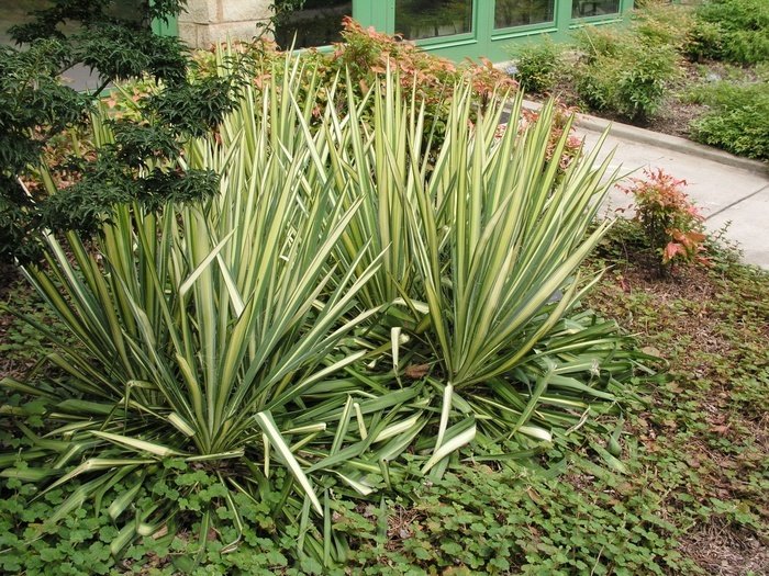 Yucca Garland Gold