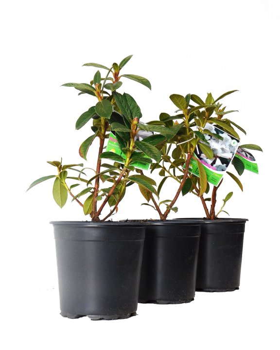 Rhododendron Princess Alice | Fragrant Beauty | The Plant Store NZ