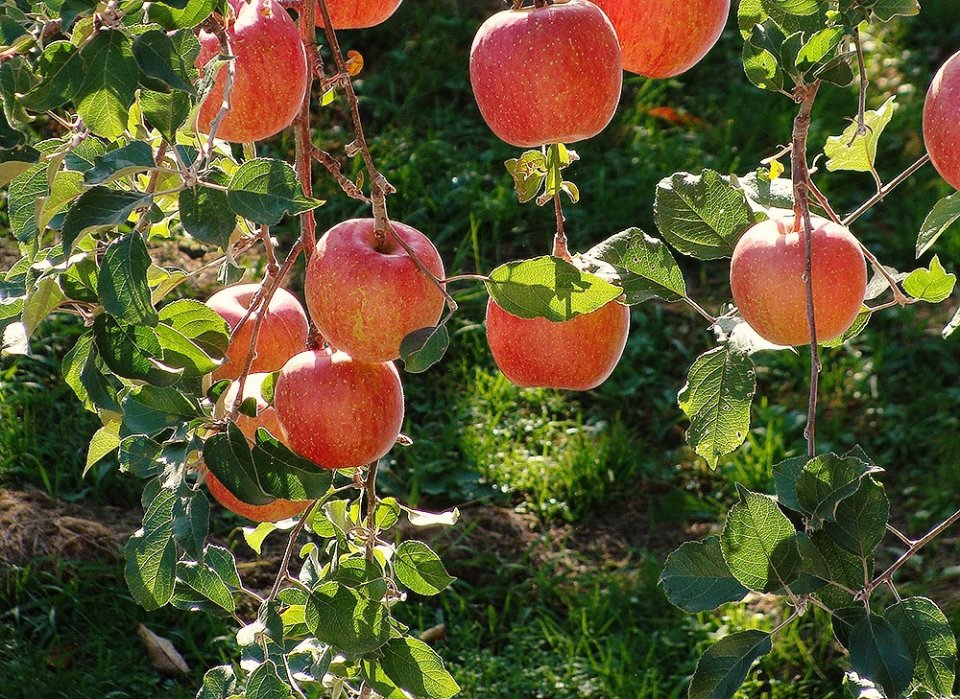 Apple Fuji - Bare-Rooted