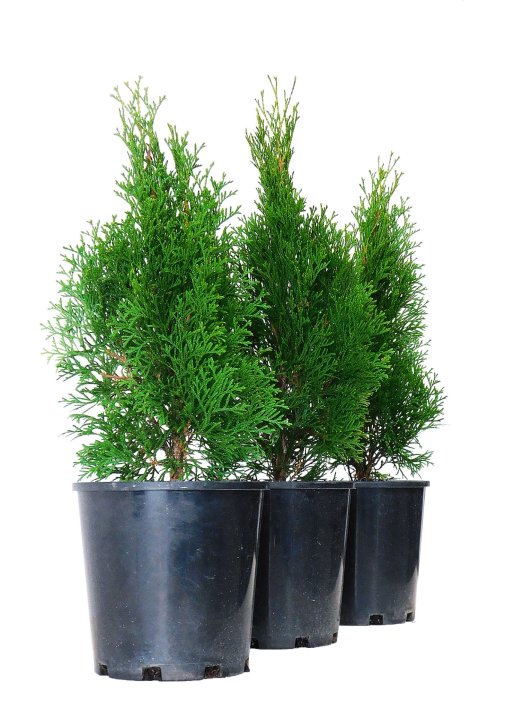Thuja Smaragd | Emerald Cedar | The Plant Store NZ