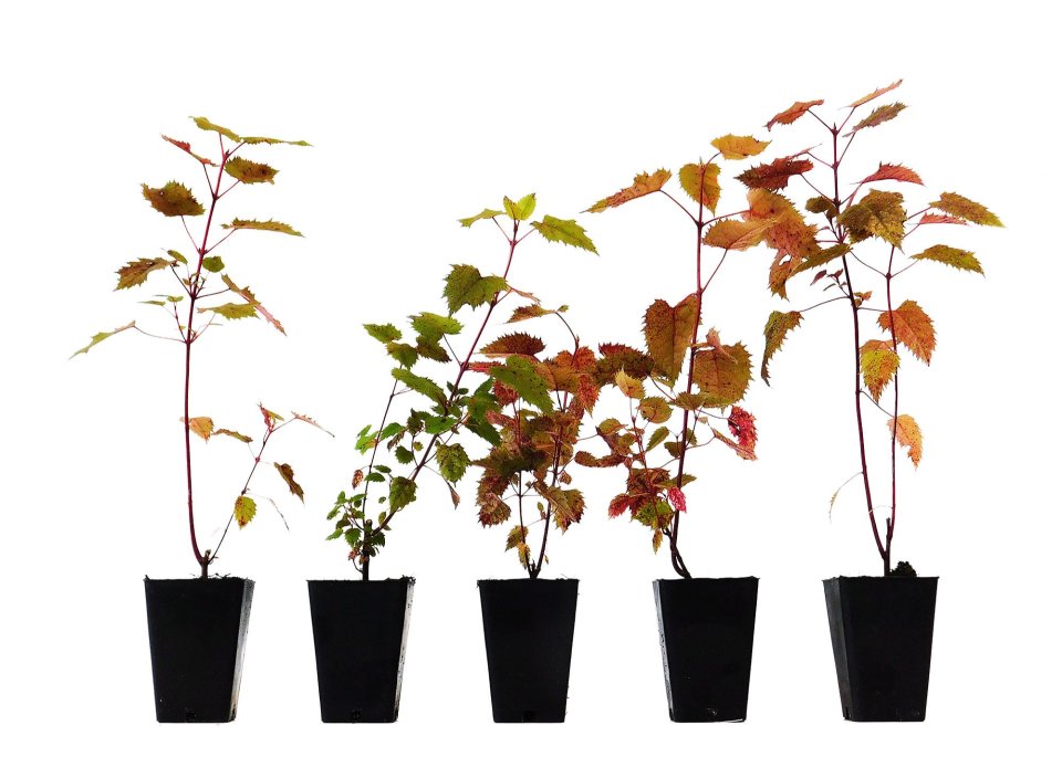 Aristotelia serrata - Makomako/Wineberry - Tiny Tots