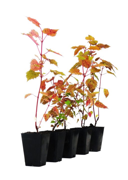 Aristotelia serrata - Makomako/Wineberry - Tiny Tots