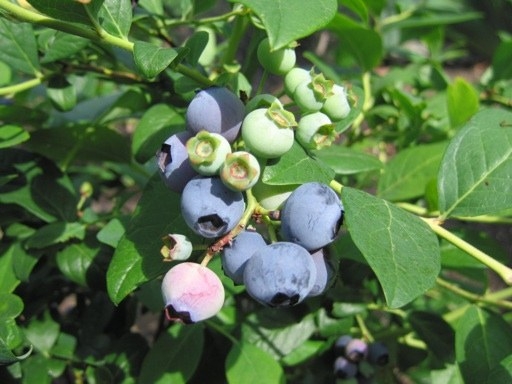 Blueberry Misty