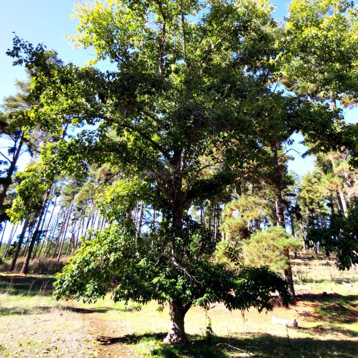 Poplar yunnanensis