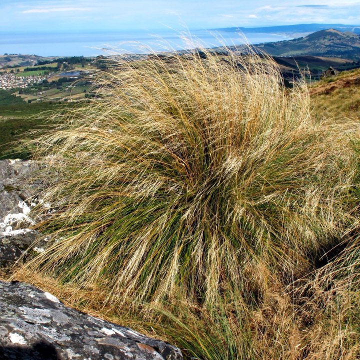Chionochloa rigida | Snow Tussock | The Plant Store NZ