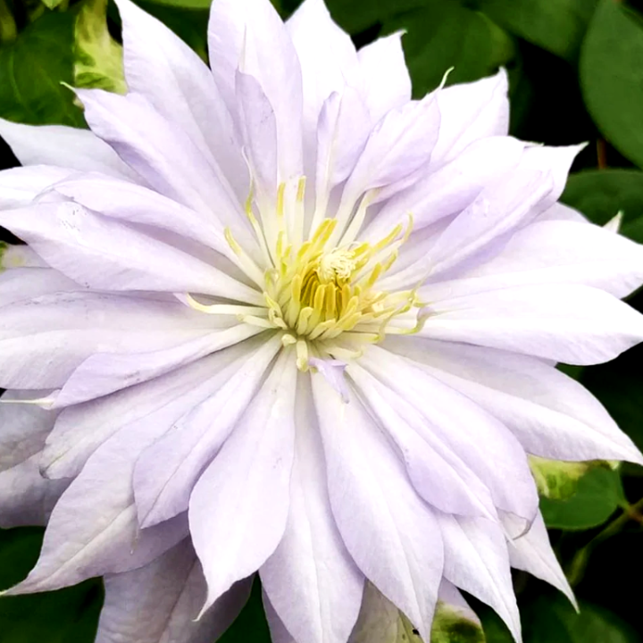 Clematis Belle of Woking | Climbing Perennial | The Plant Store NZ