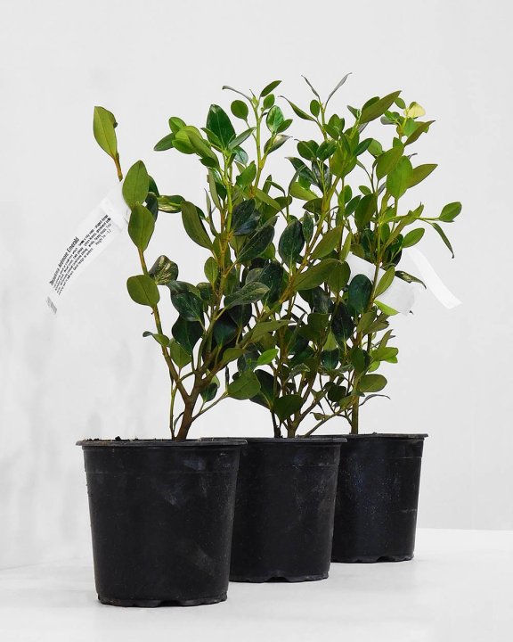 Griselinia littoralis Ardmore Emerald | NZ Broadleaf | The Plant Store NZ