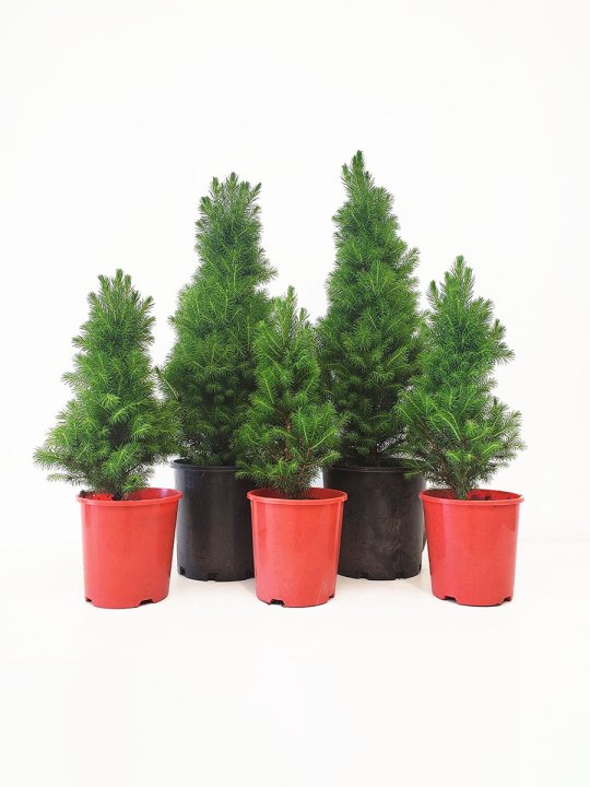 Picea glauca Conica | Mini Christmas Tree | The Plant Store NZ