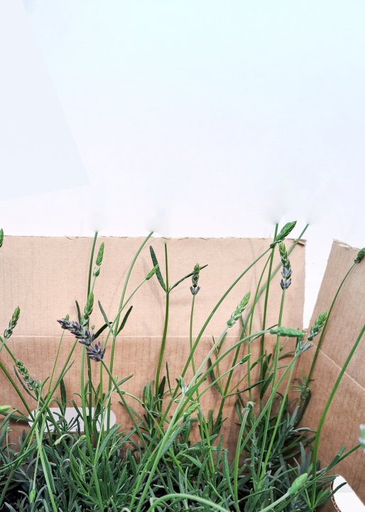 Lavender Dilly Dilly - 24 Pack | Free Delivery | The Plant Store NZ