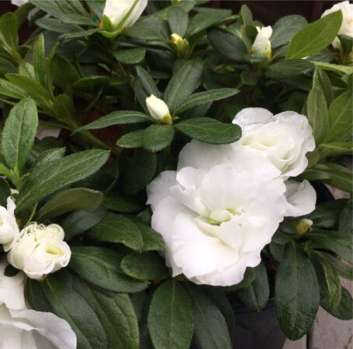 Azalea Aline | Evergreen Azalea | The Plant Store