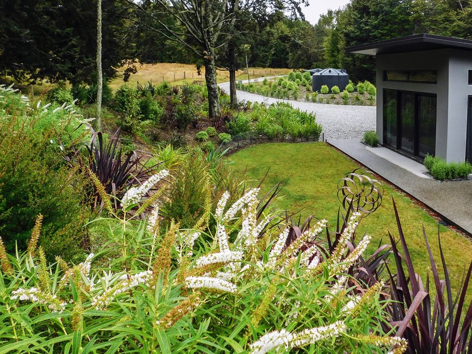 Hebe Snowdrift - 24 Pack | Free Delivery | The Plant Store NZ