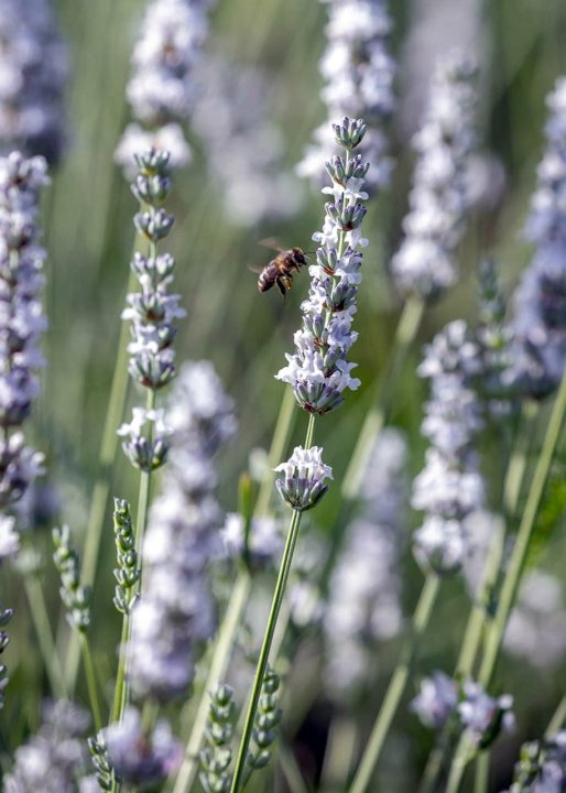 Lavender Dutch White - 24 Pack | Free Delivery | The Plant Store NZ