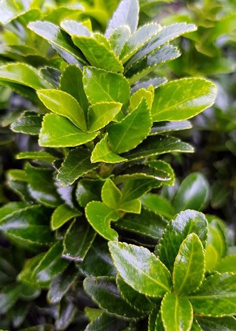 Euonymus Emerald Green - The Plant Store NZ
