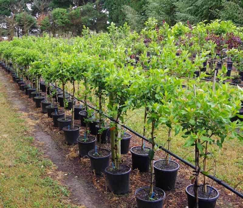 Viburnum Eve Price - Standard | The Plant Store