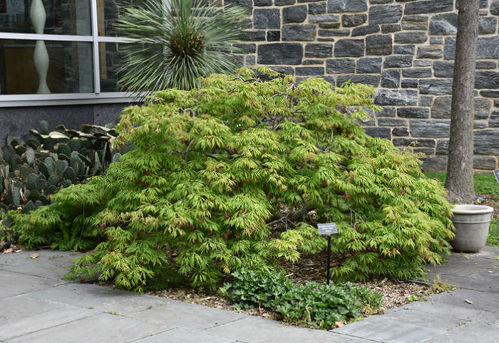 Acer Green Cascade - Bare-Rooted | Japanese Maple | The Plant Store