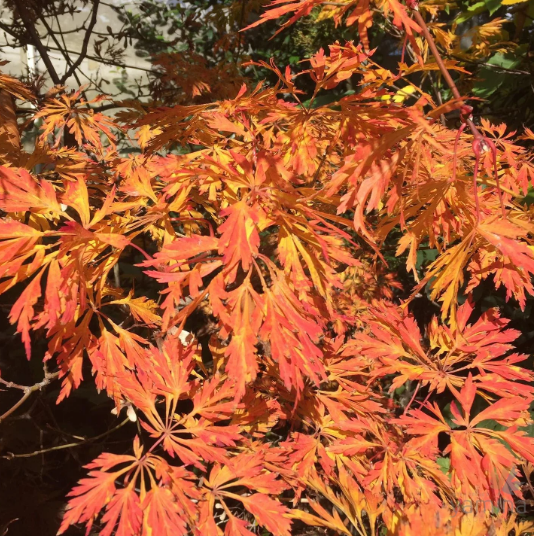 Acer Green Cascade - Bare-Rooted | Japanese Maple | The Plant Store