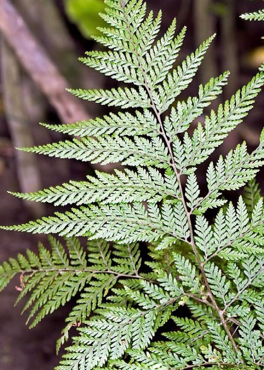 Lastreopsis glabella | Smooth Shield Fern | The Plant Store