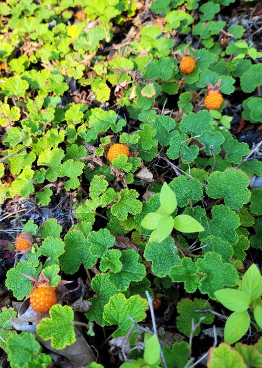Rubus pentalobus | Orangeberry | The Plant Store NZ