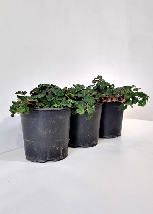 Rubus pentalobus | Orangeberry | The Plant Store NZ