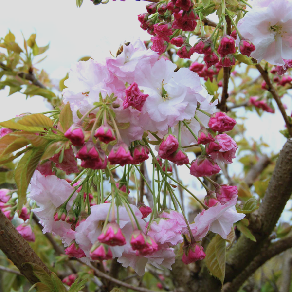 Jumpstart Your Garden: Low Maintenance Plants That Flower First