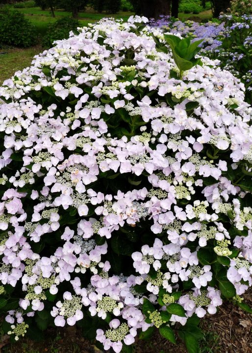 Hydrangea Hobella | Lacecap | The Plant Store