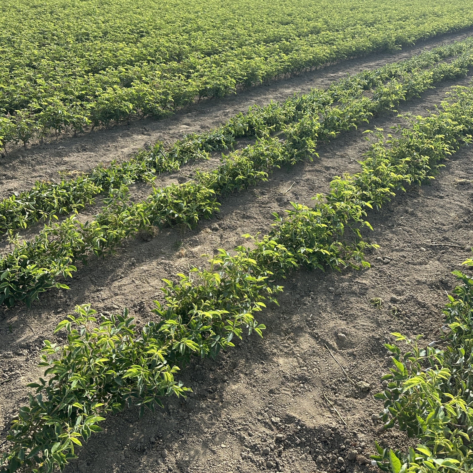 How Are Our Roses Grown? A Behind-the-Scenes Look with One of Our Gro