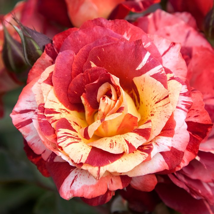 Rose Thunderstruck