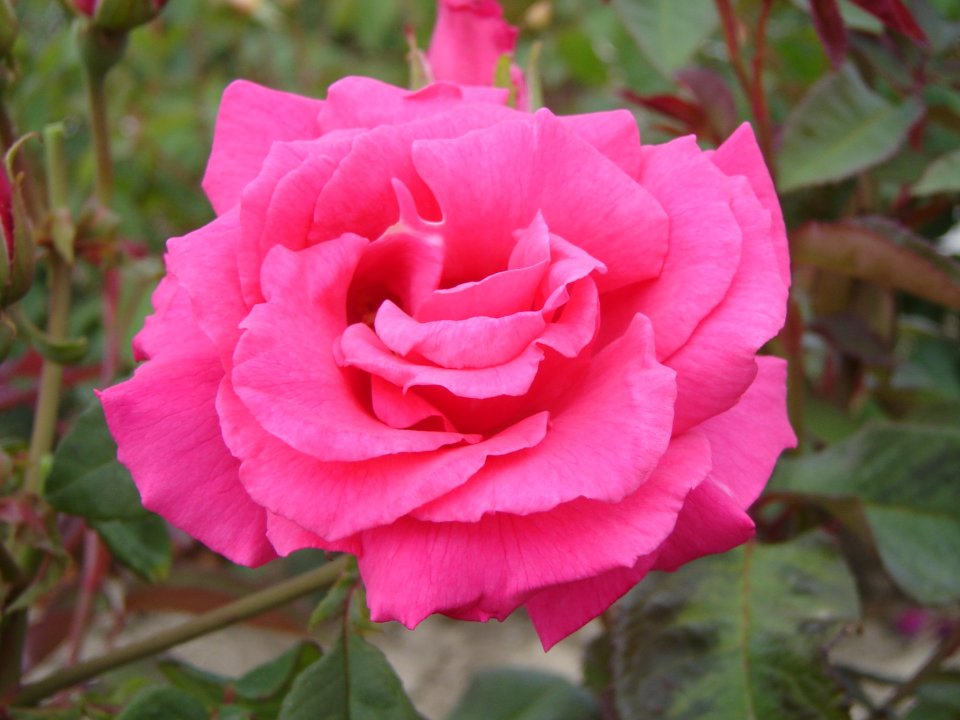 Rose Zepherine Drouhin