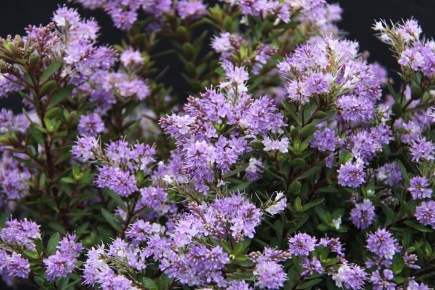 Hebe Lilac Mist | The Plant Store NZ