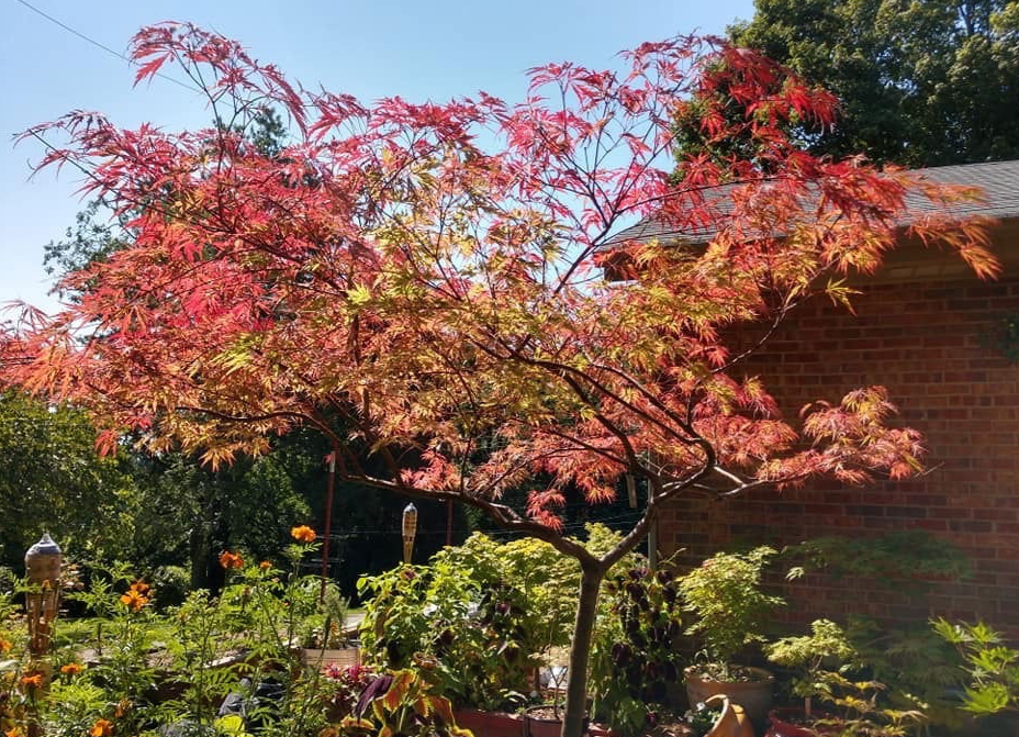 Acer Autumn Fire (Herbstfeur) | The Plant Store NZ