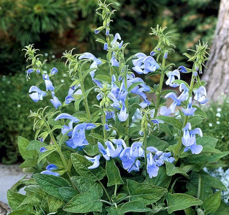 Salvia Patio Sky Blue | The Plant Store NZ