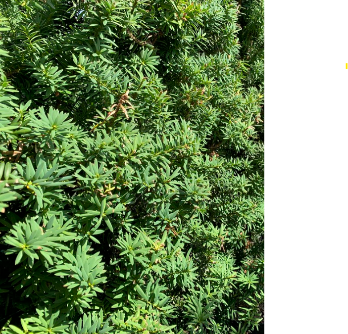 Podocarpus totara Ardmore Green - Field-Grown