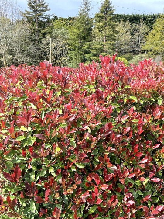 Photinia Super Red