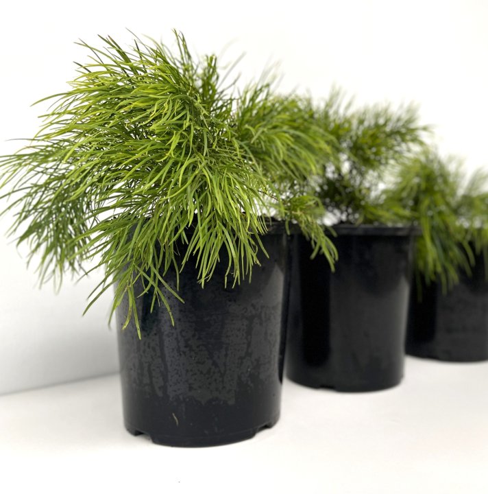 Acacia Limelight | Dwarf Wattle | The Plant Store NZ