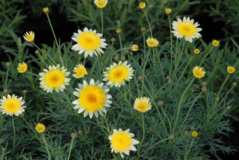 Federation Daisy Honeycomb - 14cm Pot
