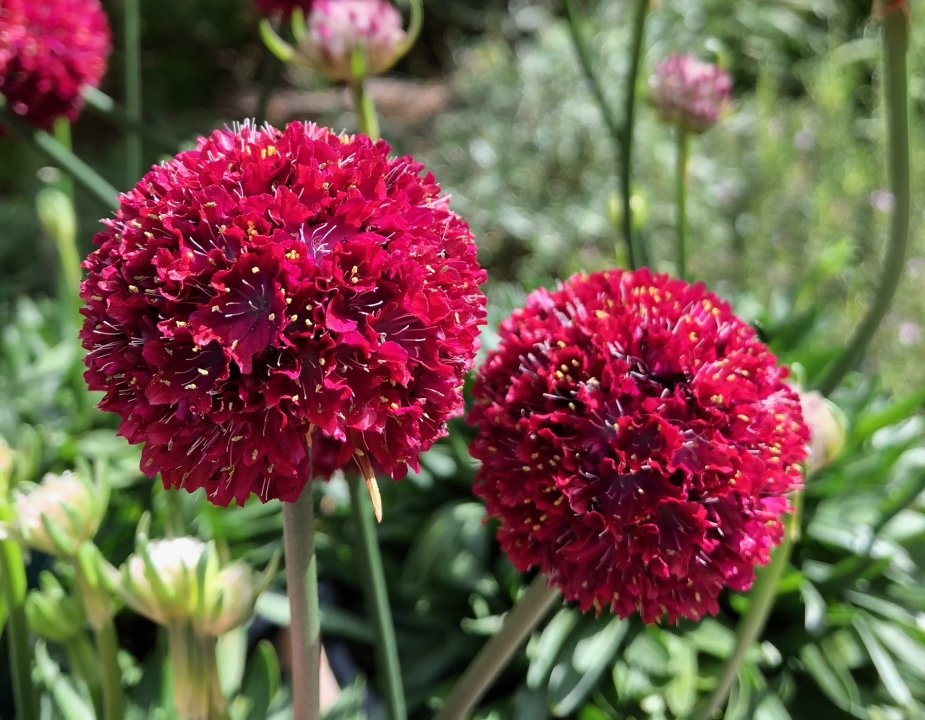 Dreameria Hypnotic Dreams | The Plant Store