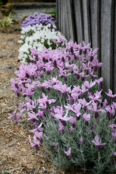 Lavender Silver Princess | The Plant Store