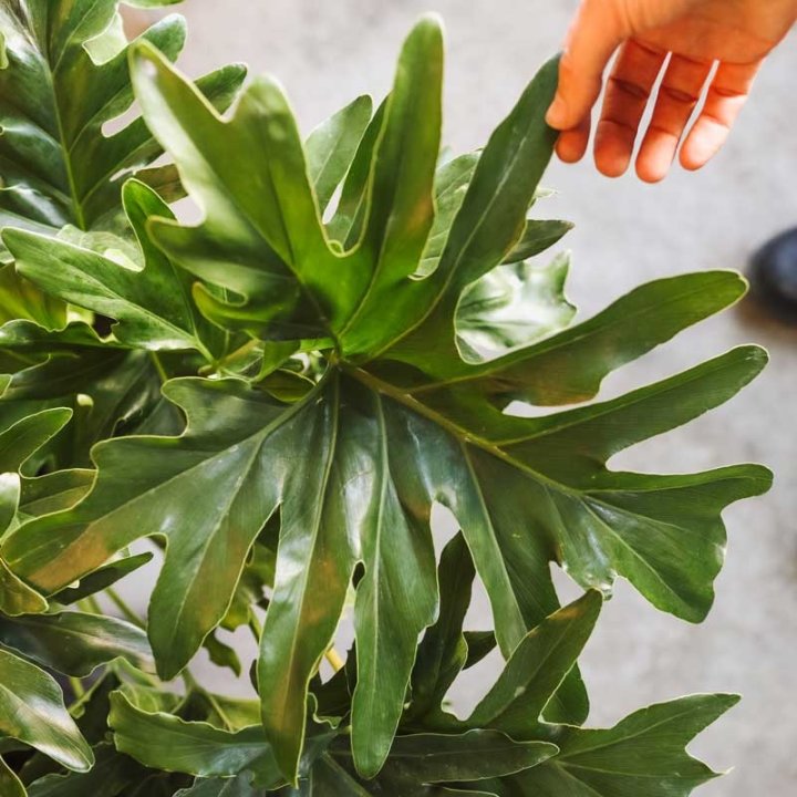 Philodendron Hope | The Plant Store