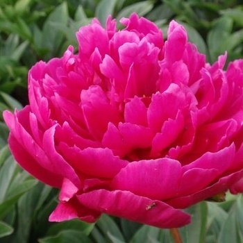 Peony First Lady | The Plant Store