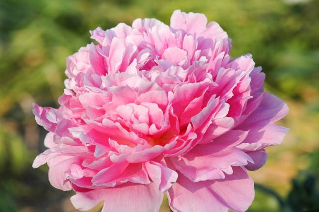 Peony Pink Parfait | The Plant Store