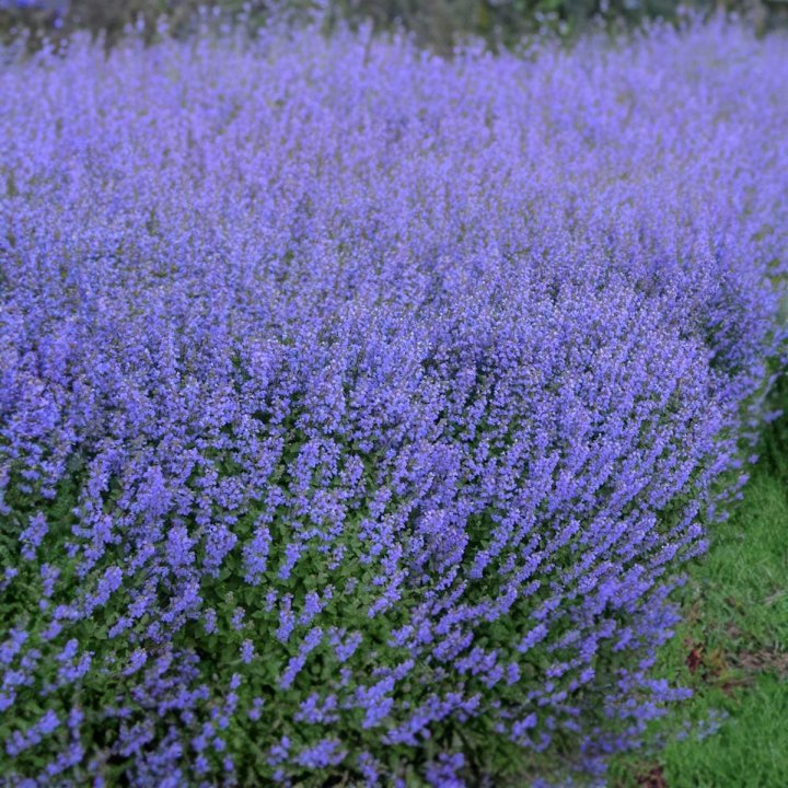 Nepeta Purrsian Blue | The Plant Store