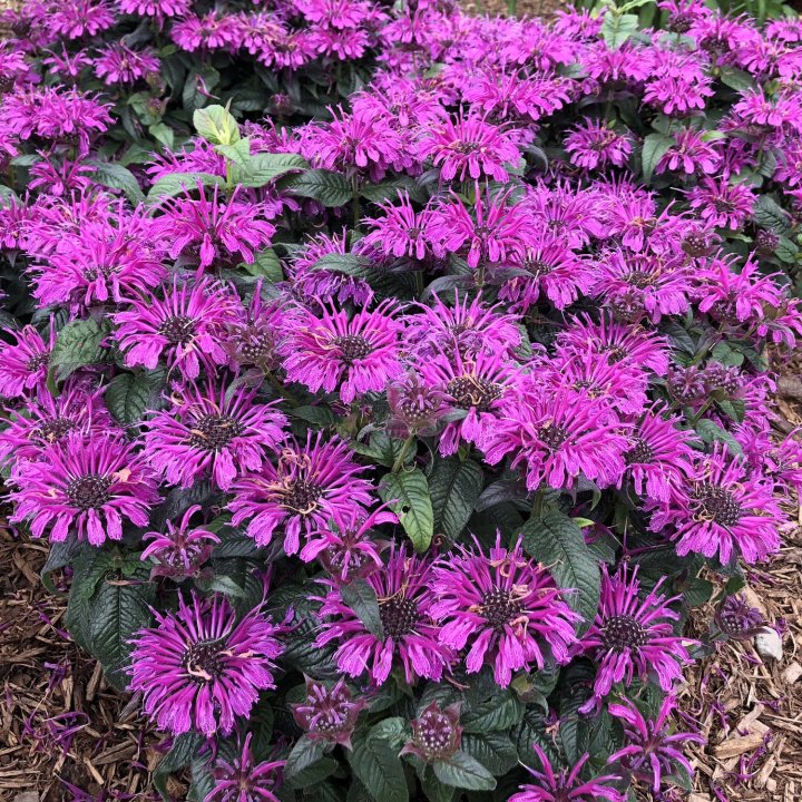 Monarda Leading Lady Plum | The Plant Store