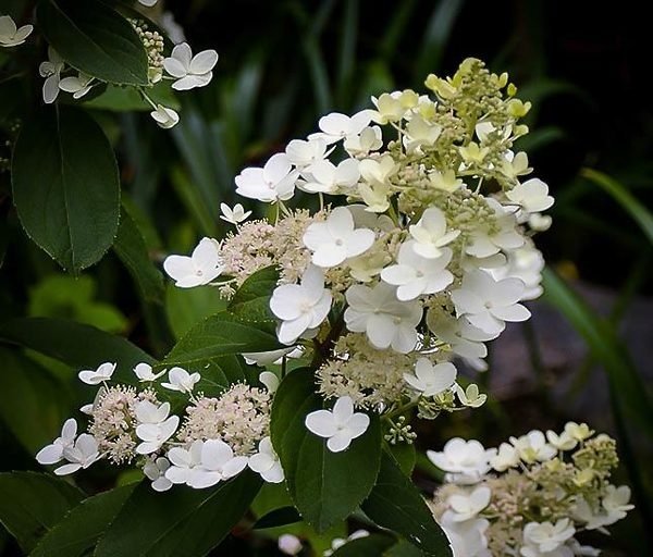 Hydrangea Tardiva | The Plant Store