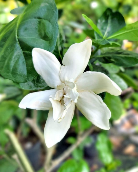 Gardenia jasminoides Tahiti | The Plant Store