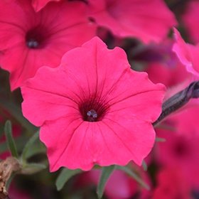 Petunia Supertunia Vista Fuchsia | The Plant Store