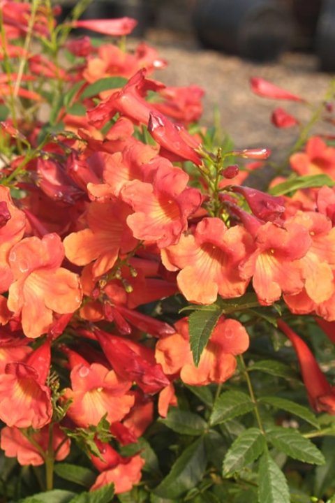 Tecoma Bells of Fire | The Plant Store